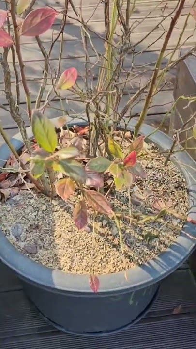 겨울인데 화분에 심은 나무에 물을 주는 이유를 아시나요 나무가 이유없이 죽는이유 나무가죽는이유 겨울에나무가죽는이유 나무죽지않게키우기 겨울철화분에나무관리 Youtube