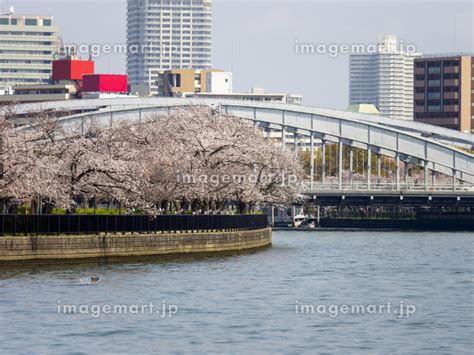 川沿いの桜が美しい毛馬桜之宮公園の春景色の写真素材 205990622 イメージマート