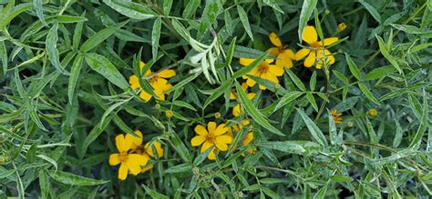 Tagetes Lemmonii Maryflower