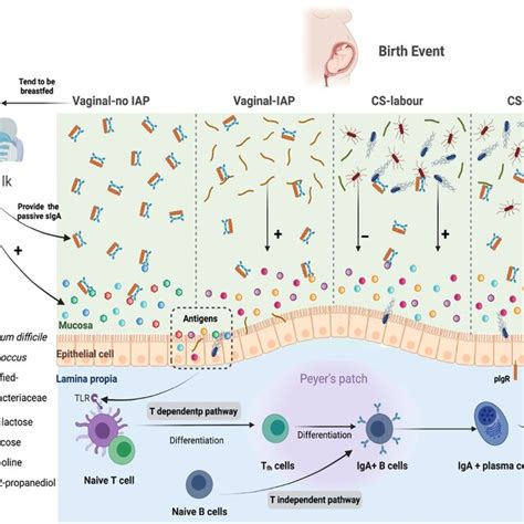 Putative Microbe Metabolite Mediated Pathways From Birth Event To