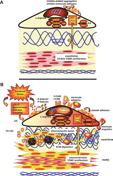 2 Pathophysiology Of Endothelial Dysfunction A In Normal