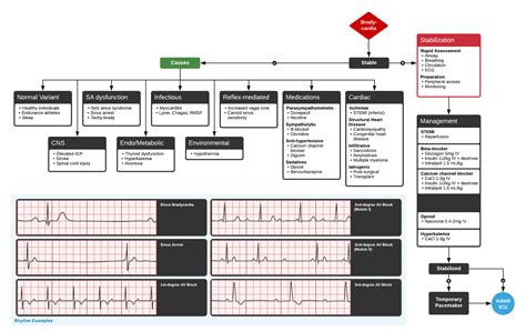 Approach To The Bradycardic Patient — Numose