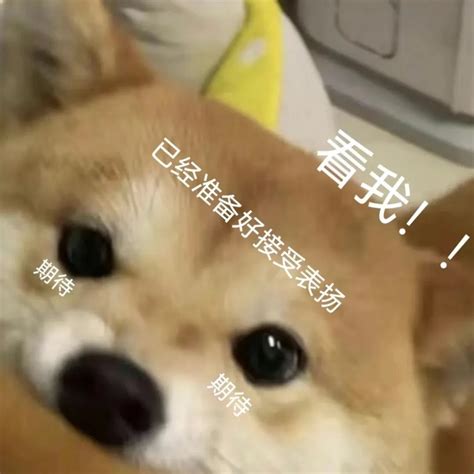 表情包来了 看我已经准备好接受表扬 这不敢看呐伤风败俗 表情包 大病 可爱 新浪新闻