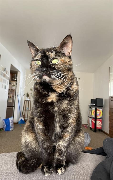My Sweet Tequila Girl R Torties