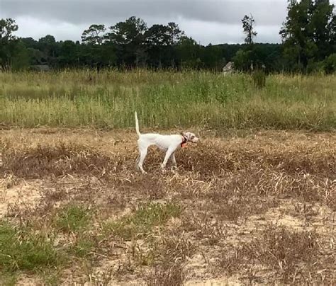 English Pointer
