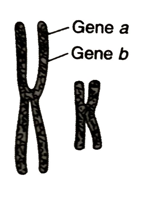 Given Below Is A Highly Simplified Repre Sentaion Of The Human Sex Chr