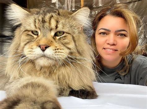 27 Maine Coon Cat Photos That Make Your Cat Look Miniature