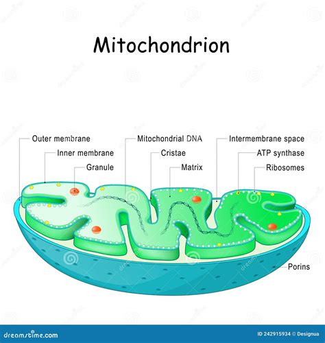 Mitochondrion Cross Section And Structure Mitochondrion Organelle