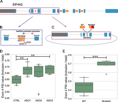 Blocking The Folding Of The Snord2 Intron Modulates The Level Of Exon 4 Download Scientific