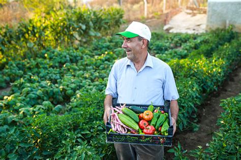 채소밭에서 바구니에 유기농 채소를 모으는 노인 농부 유기 농업 개념 새싹에 대한 스톡 사진 및 기타 이미지 새싹 토마토 채소 55 59세 Istock