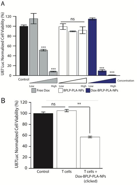 Cytotoxic Effect Of Dox Bplp Pla Nps Clicked Onto T Cells A