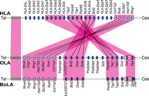 Gene Order Comparisons For The Selected Class Ii Loci From Hla Ola Download Scientific