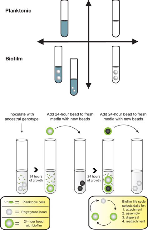 Experimental Design A Six Replicate Populations Were Evolved Under