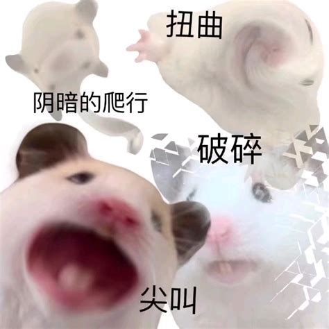 鼠鼠表情包 哔哩哔哩