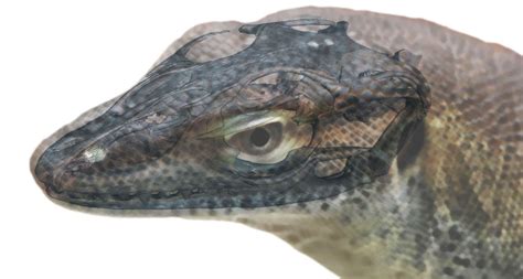 This Ancient Lizard May Have Watched The World Through Four Eyes