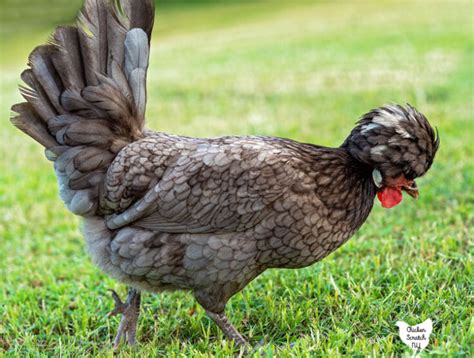 Polish Chicken Guide Breed Traits Care And Common Issues