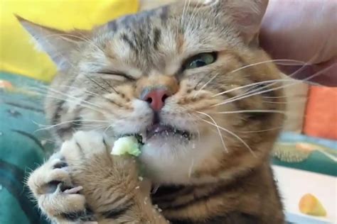 小馋猫偷吃都可以这么可爱凤凰网视频凤凰网