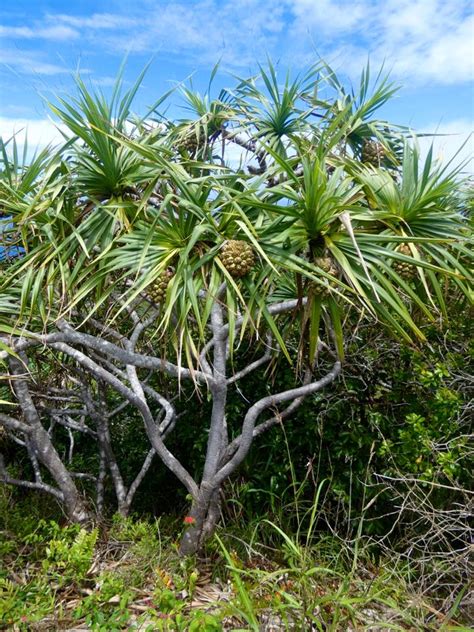 Pitcairn Island Flora Travel2unlimited