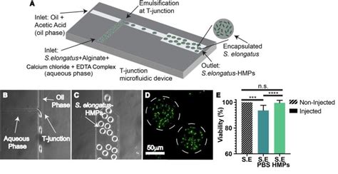 Microfluidic Encapsulation Of Photosynthetic Cyanobacteria In Hydrogel… Kuan Sheng Ho