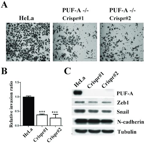 puf a promotes cell invasion in vitro a puf a depleted hela cells