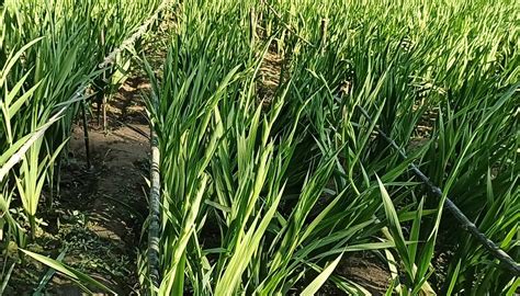 မကွေးတိုင်းဒေသကြီး၊ သရက်ခရိုင်၊ ဆင်ပေါင်ဝဲမြို့နယ် ကျောက်ချက်ကျေးရွာတွင် ဟော်လန် သစ္စာပန်းမ