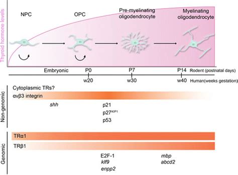 Non Genomically And Genomically Regulated Genes By Thyroid Hormone