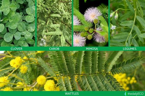 Compound Leaves Definition Types And Examples