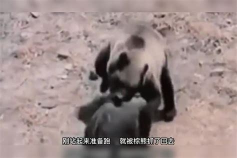 棕熊捕杀斤野猪一口就咬断也追脊柱真的比老虎厉害 脊柱 野猪 棕熊