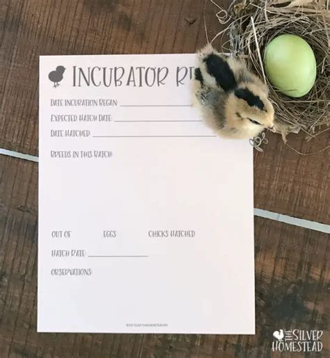 Incubator Tracking Sheet Silver Homestead
