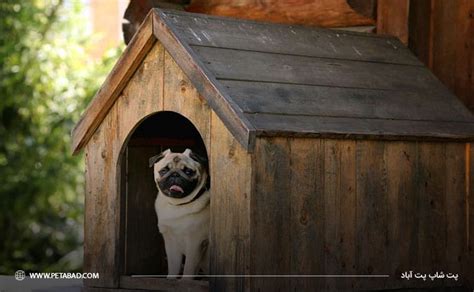 راهنمای خرید خانه سگ پت شاپ آنلاین پت آباد