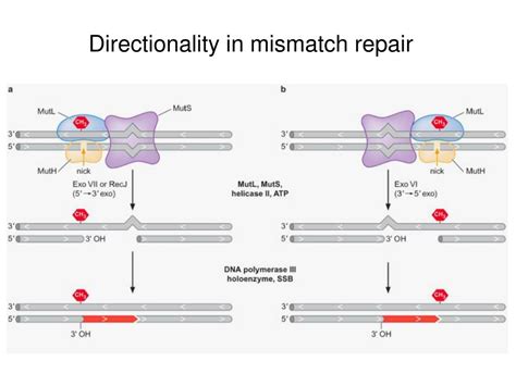 Ppt The Mutability And Repair Of Dna Powerpoint Presentation Free Download Id4652623