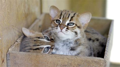 The Rusty Spotted Cat Is A Teeny Tiny Wild Cat HowStuffWorks