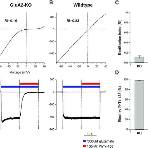 Excitatory Synaptic Transmission At Ca1 Pyramidal Neurons Is Mediated Download Scientific