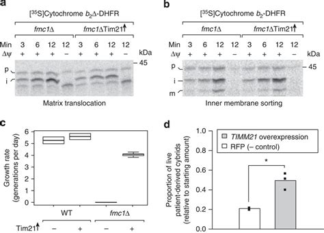 Genetic Modulation Of Mitochondrial Protein Sorting Rescues Yeast And Download Scientific