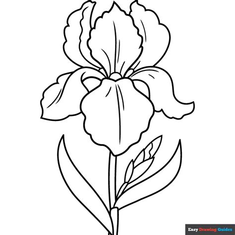 Iris Flowers Drawing Artofit