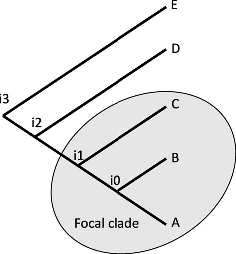 Example Species Tree An Input Tree Consisting Of A Focal Clade And