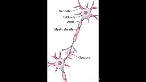 Unit Of Nervous System Neuron Message Transmitter Youtube