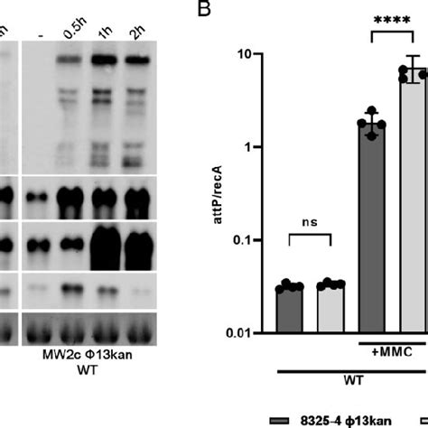 Phage Replication Is Strain Dependent Transcriptional Analysis Of