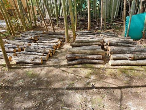 社会福祉法人 愛誠会 法人本部 施設だより ワーク薬師 施設だより 原木椎茸用の原木を200本入荷しました