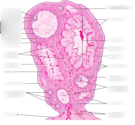 Ovary Histology Diagram