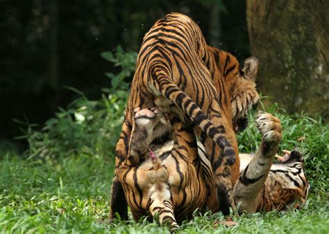 Porn In A Tiger Leotard 50 Photos Motherless Porn Pics