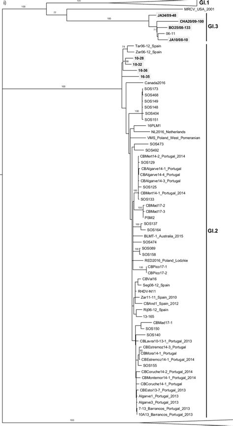 Maximum Likelihood Ml Phylogenetic Trees For I The Structural Genes Download Scientific