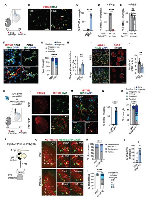 Type I Interferon Responsive Microglia Shape Cortical Development And Behavior Pmc