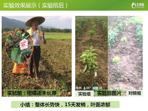 良田、坤之金微生物肥与威帝促柑橘幼苗生根实验—大丰收柑橘试验基地