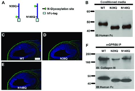 Glycosylation Mutations Of Gpr56 Did Not Affect Its Ligand Binding A Download Scientific