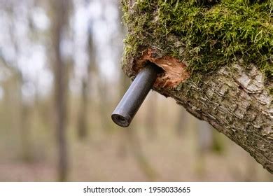 287 Bullet In Tree Trunk Royalty Free Images Stock Photos Pictures Shutterstock