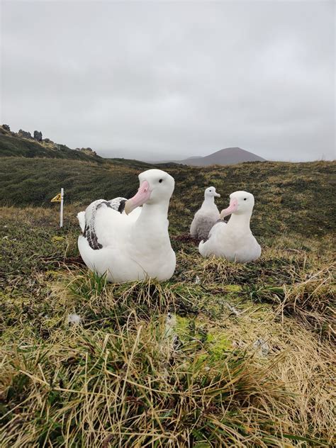 Escalation Of Gruesome House Mice Attacks On Vulnerable Wandering
