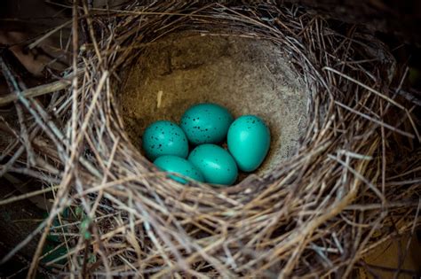 Explainer The G20 And The Fragile Five