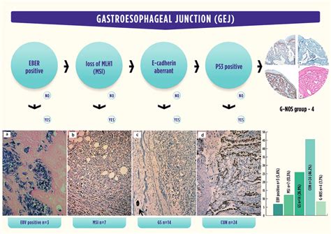 The Algorithm Used In Tumor Classification And The Distribution Of