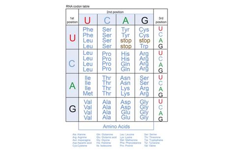 Rna Codon Chart